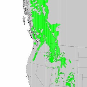 20 Subalpine Fir Seeds (w/ 10-year Bonsai Growing Guide) / Abies ...