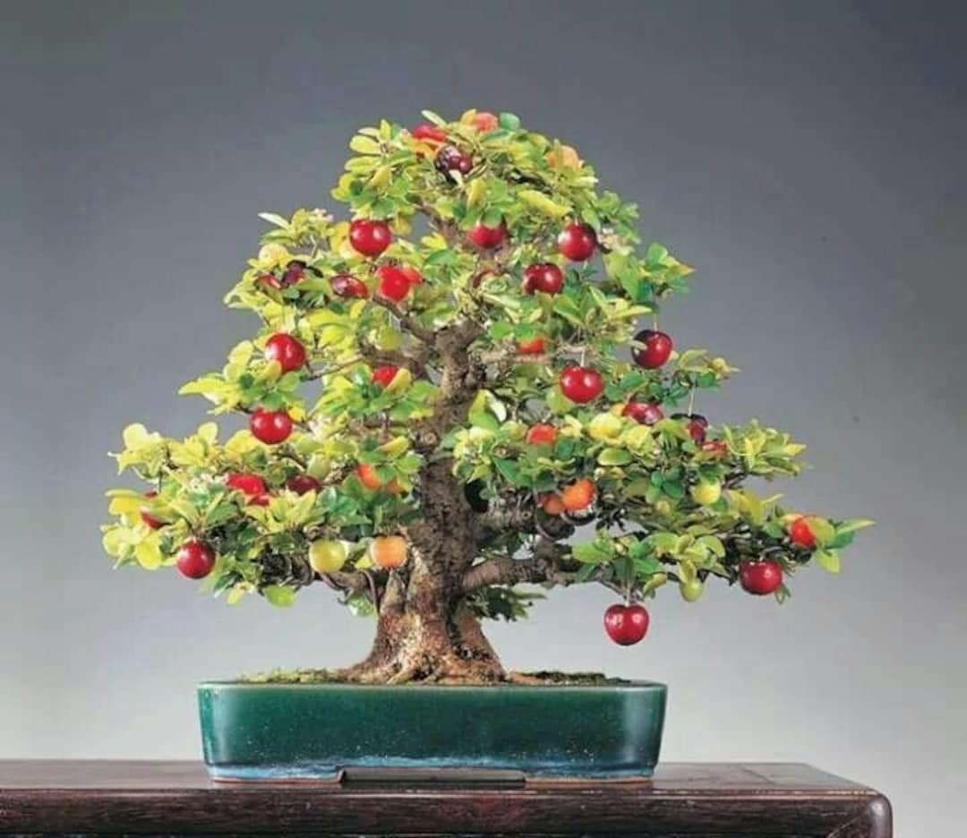 40 Cherry Seeds (w/ 10-year Bonsai Growing Guide) / Prunus Avium "bing ...