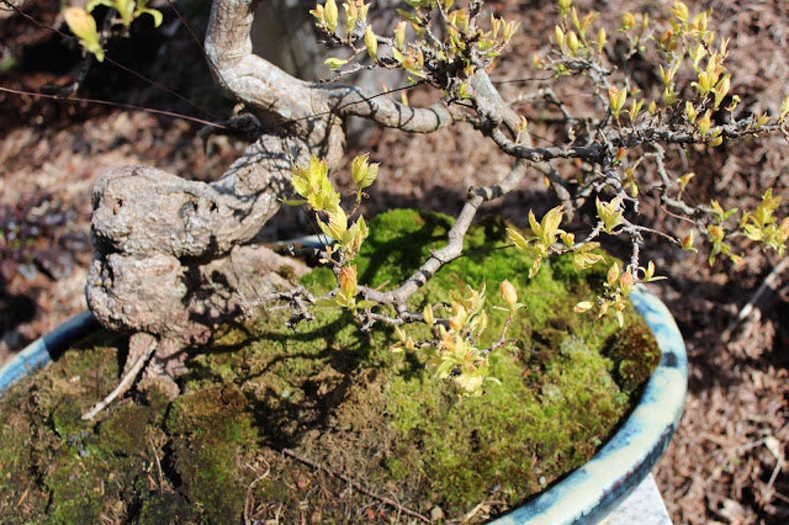 50 Amur Maple Seeds (w/ 10-year Bonsai Growing Guide) / Acer Ginnala ...