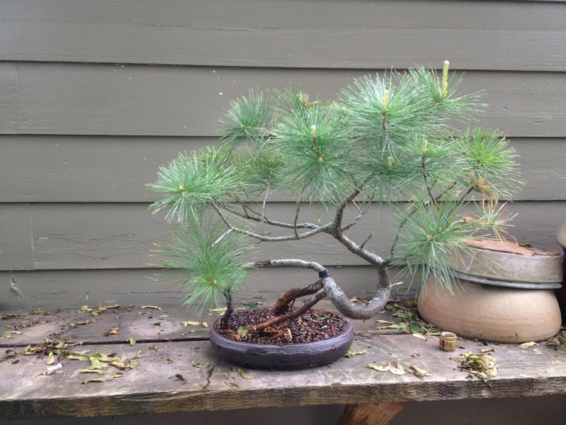 40 Eastern White Pine Seeds (w/ 10-year Bonsai Growing Guide) / Pinus ...