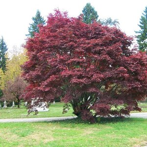 40 Japanese Maple 'bloodgood" Seeds (w/ 10-year Bonsai Growing Guide ...