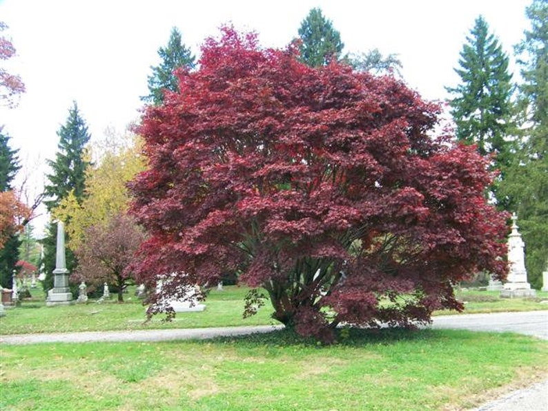 40 Japanese Maple 'bloodgood" Seeds (w/ 10-year Bonsai Growing Guide ...