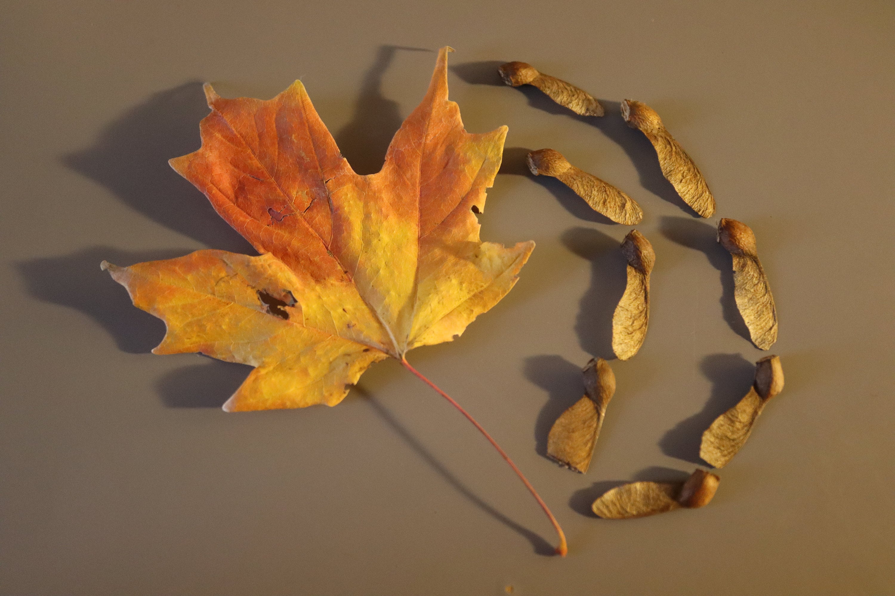 40 Sugar Maple Seeds (w/ 10-year Bonsai Growing Guide) / Acer Saccharum ...