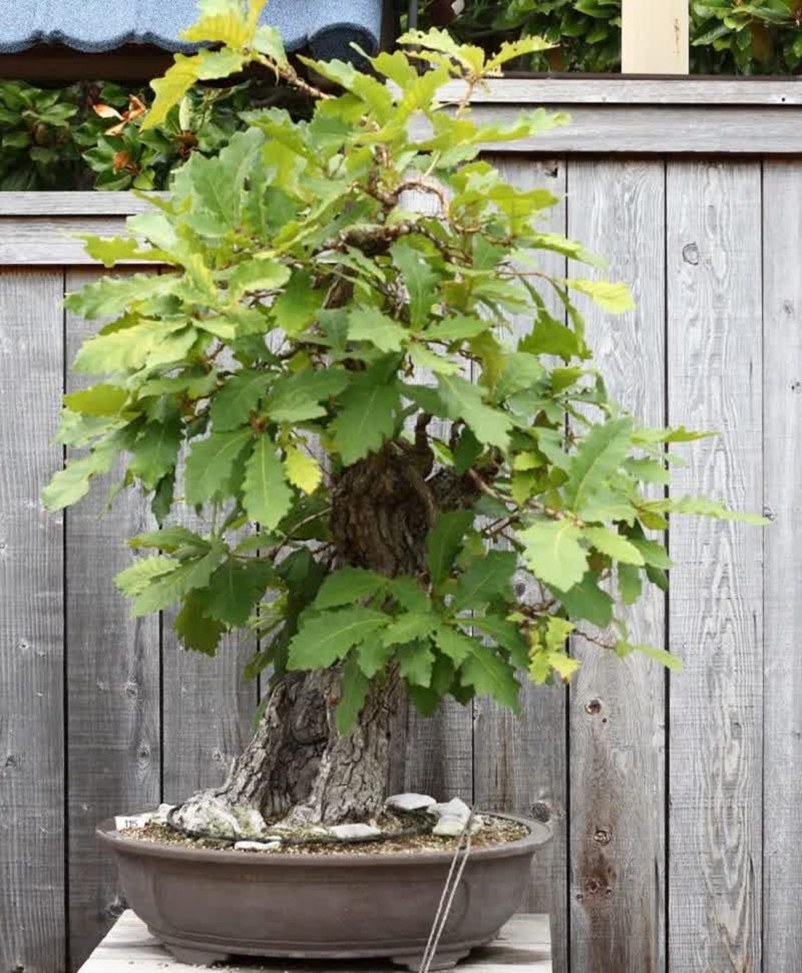 15 Burr Oak Seeds (w/ 10-year Bonsai Growing Guide) / Quercus ...