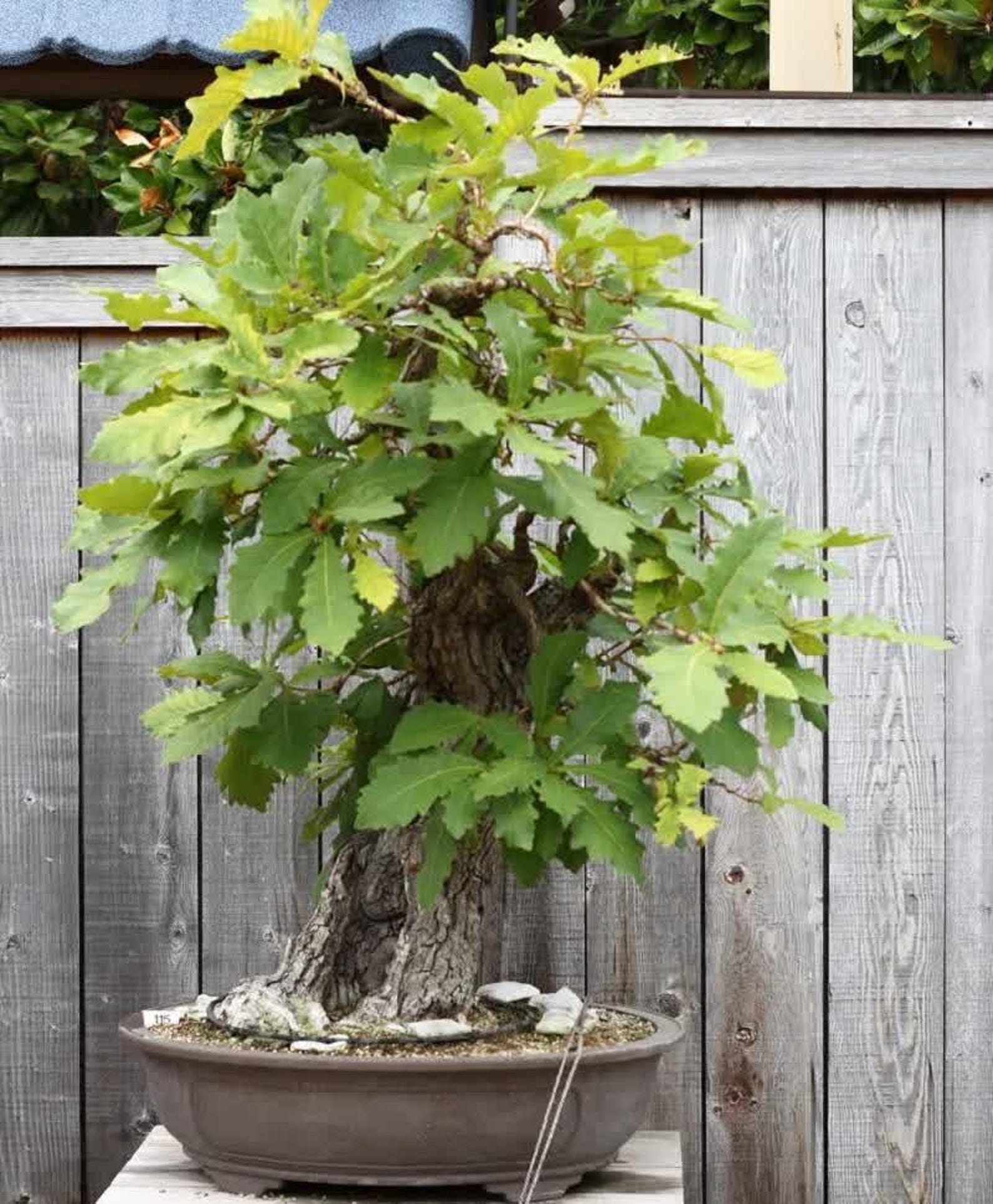 15 Burr Oak Seeds (w/ 10-year Bonsai Growing Guide) / Quercus ...