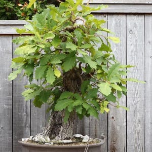 15 Burr Oak Seeds (w/ 10-year Bonsai Growing Guide) / Quercus ...