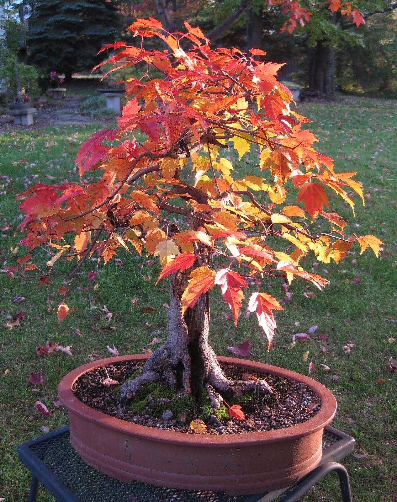 50 Amur Maple Seeds (w/ 10-year Bonsai Growing Guide) / Acer Ginnala ...