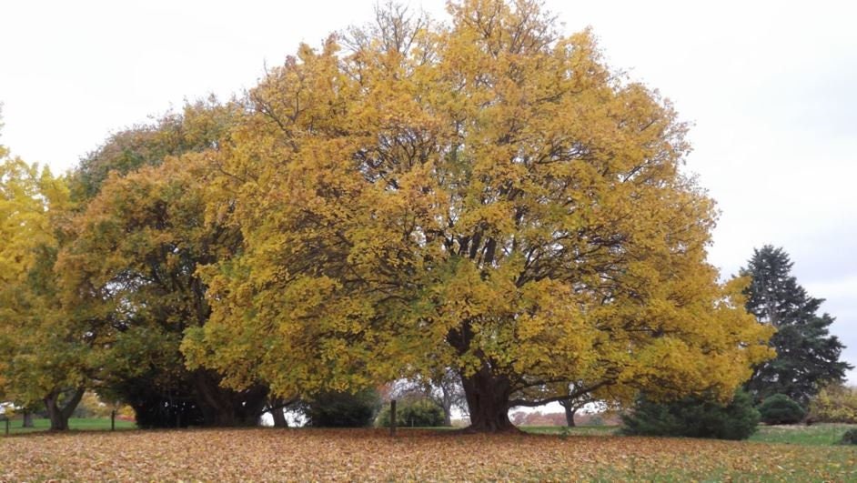 50 Hedge Maple Seeds (w/ 10-year Bonsai Growing Guide) / Acer Campestre ...