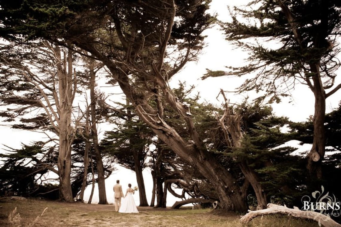 25 Mendocino Pygmy Cypress Seeds (w/ 10-year Bonsai Growing Guide ...