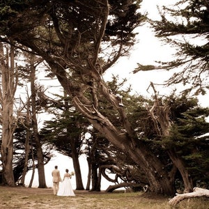 25 Mendocino Pygmy Cypress Seeds (w/ 10-year Bonsai Growing Guide ...