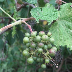 25 Greybark Grape Seeds (w/ 10-year Bonsai Growing Guide) / Vitis ...