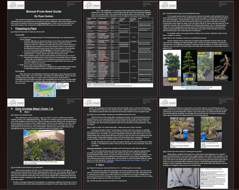 20 Mountain Hemlock Seeds (w/ 10-year Bonsai Growing Guide) / Tsuga ...