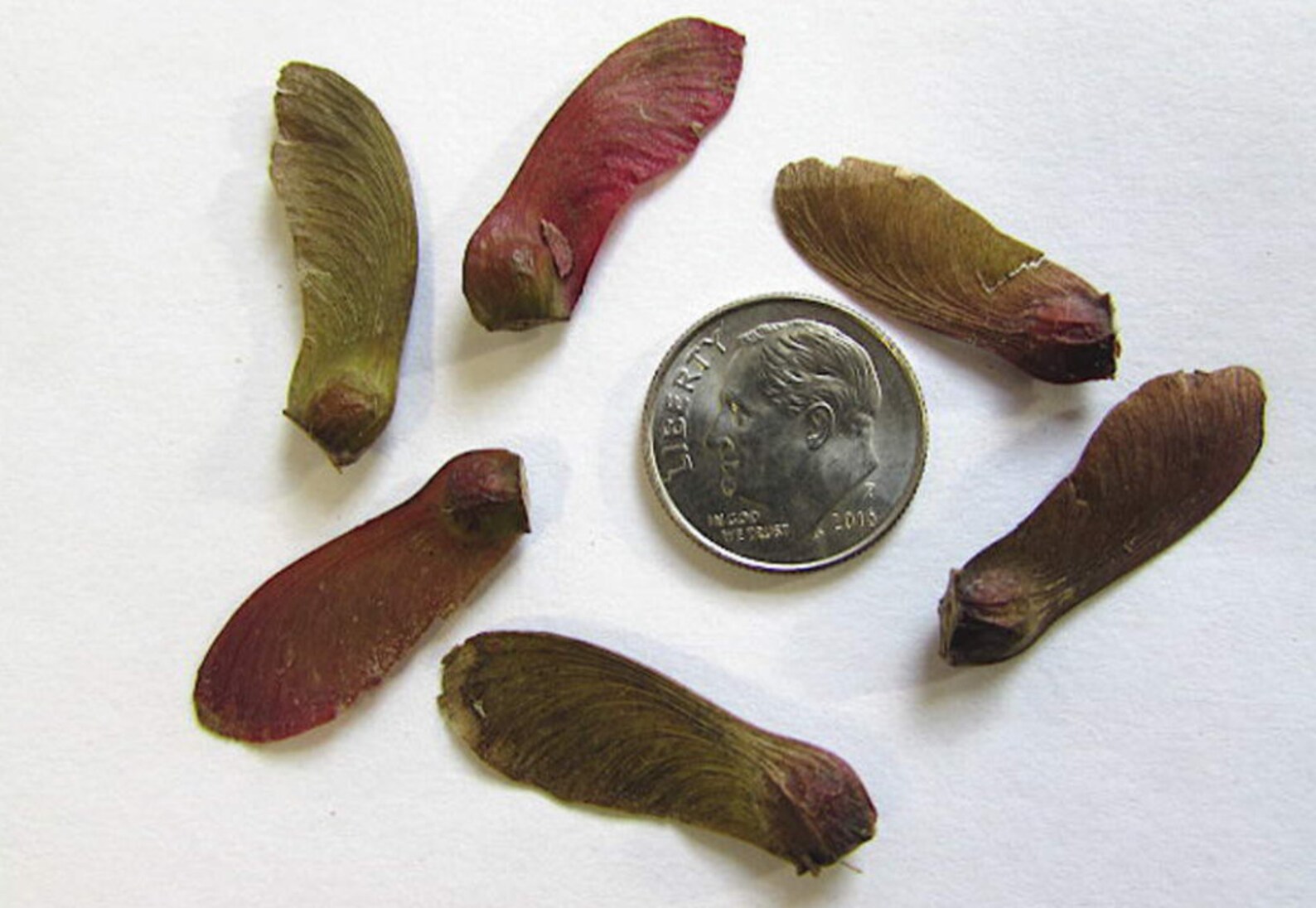 40 Japanese Maple 'bloodgood" Seeds (w/ 10-year Bonsai Growing Guide ...
