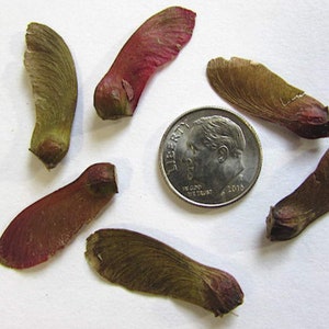 40 Japanese Maple 'bloodgood" Seeds (w/ 10-year Bonsai Growing Guide ...