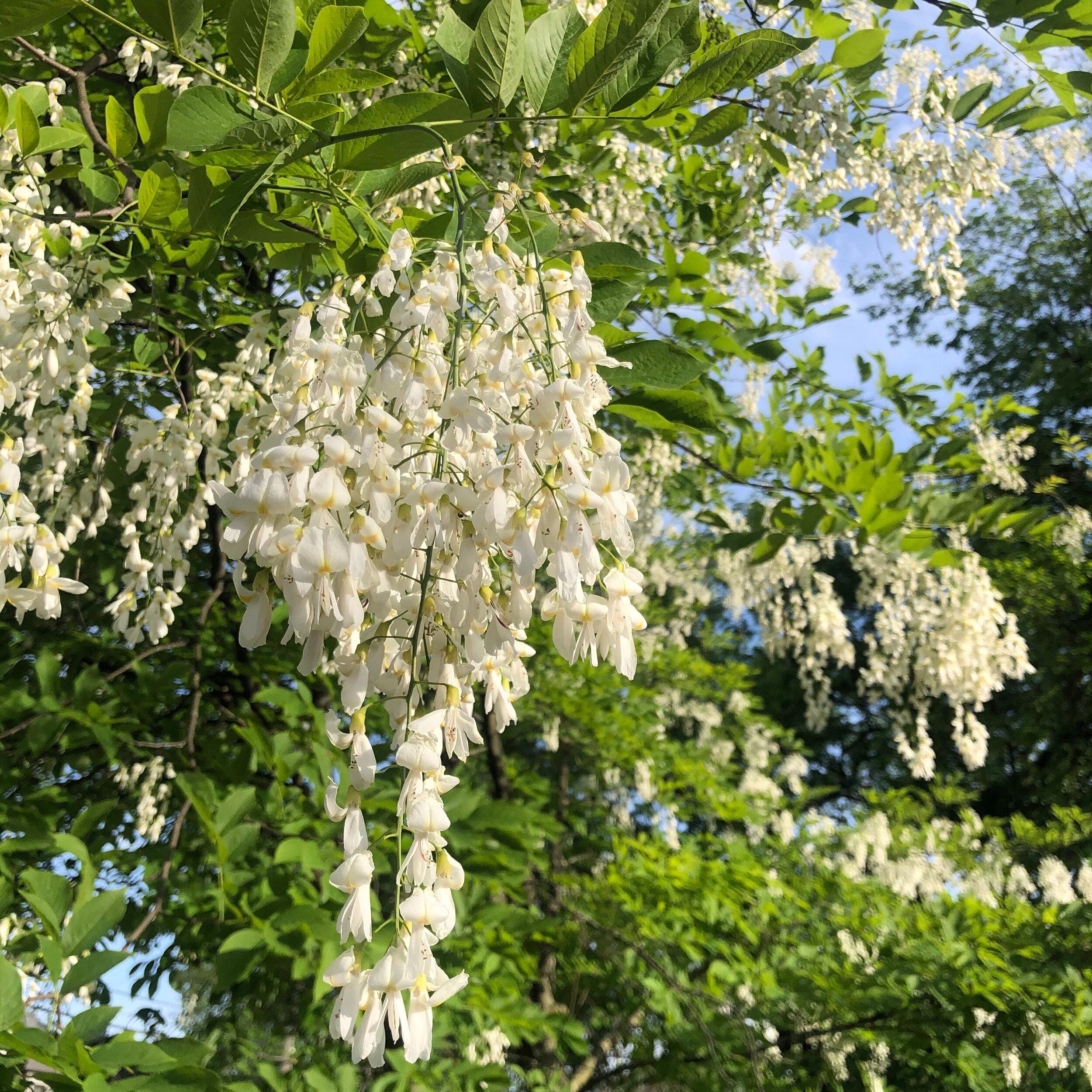 25 American Yellowwood Seeds (w/ 10-year Bonsai Growing Guide ...