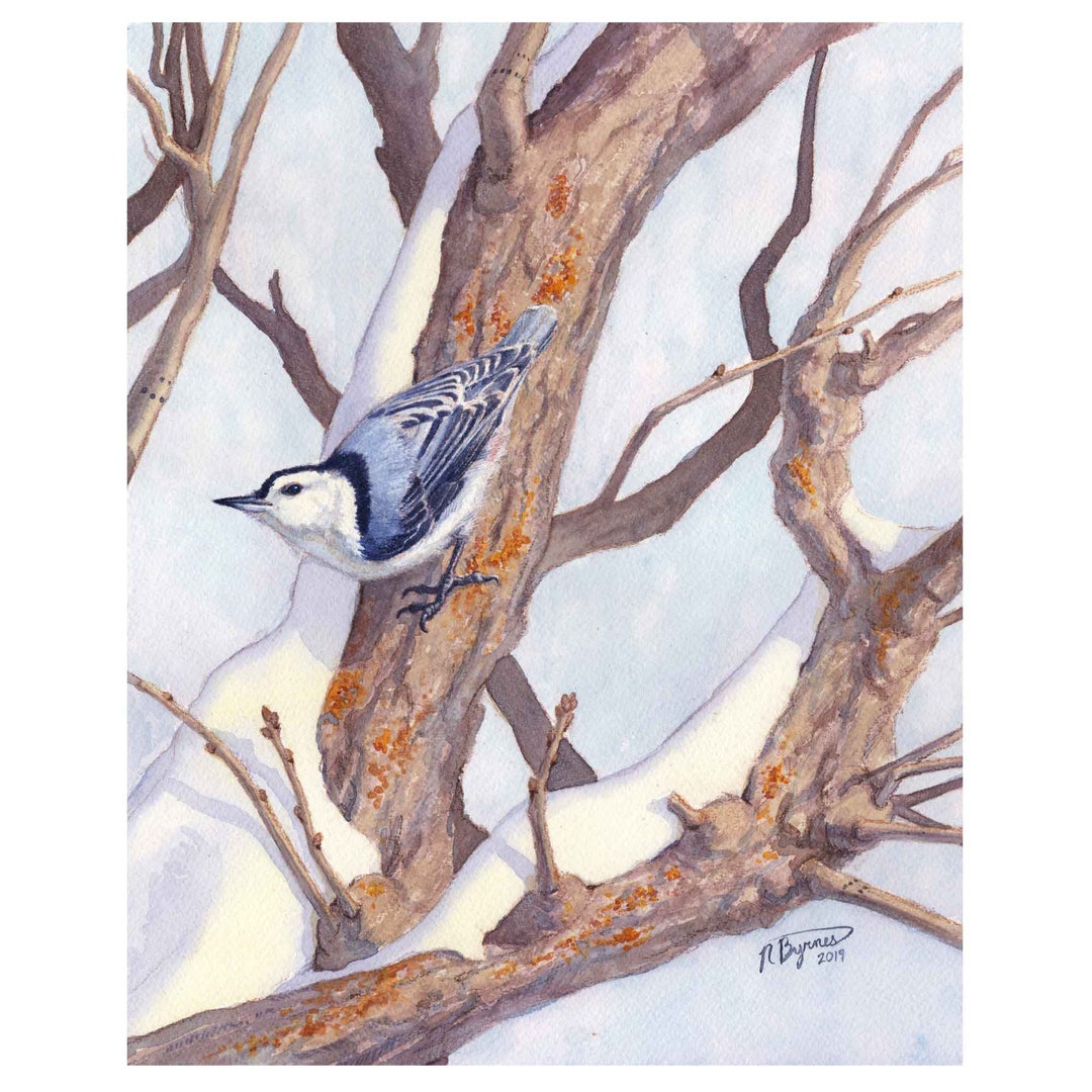Print Bird Illustration "nuthatch in Winter" - Etsy