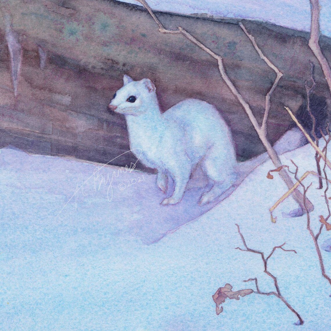Print Winter Weasel Ermine Illustration winter Weasel - Etsy