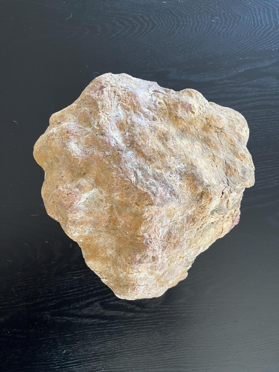 Large 15 Lbs Museum Quality Coprolite Specimen - Etsy