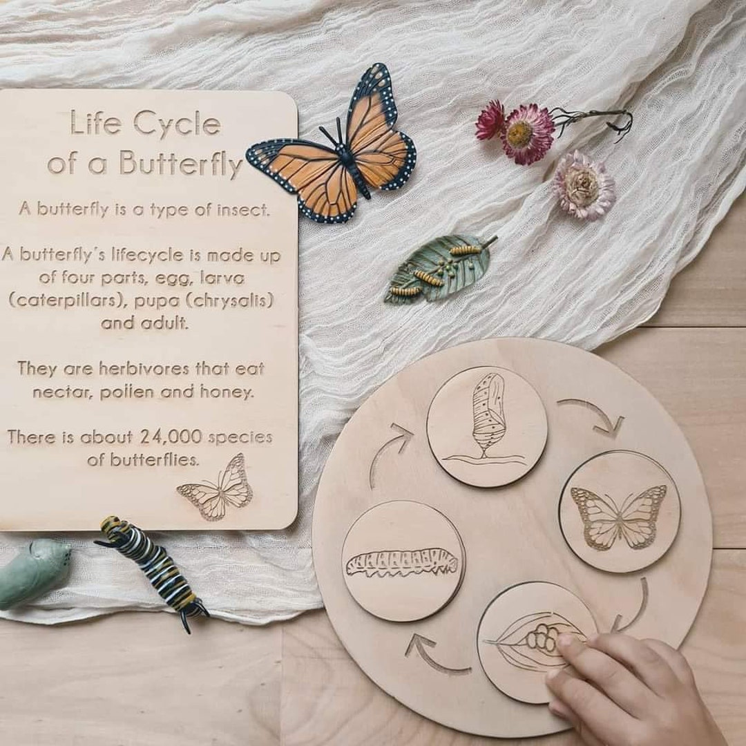 Life Cycle of a Butterfly | Wooden Life Cycle Puzzle | Wooden Puzzle ...