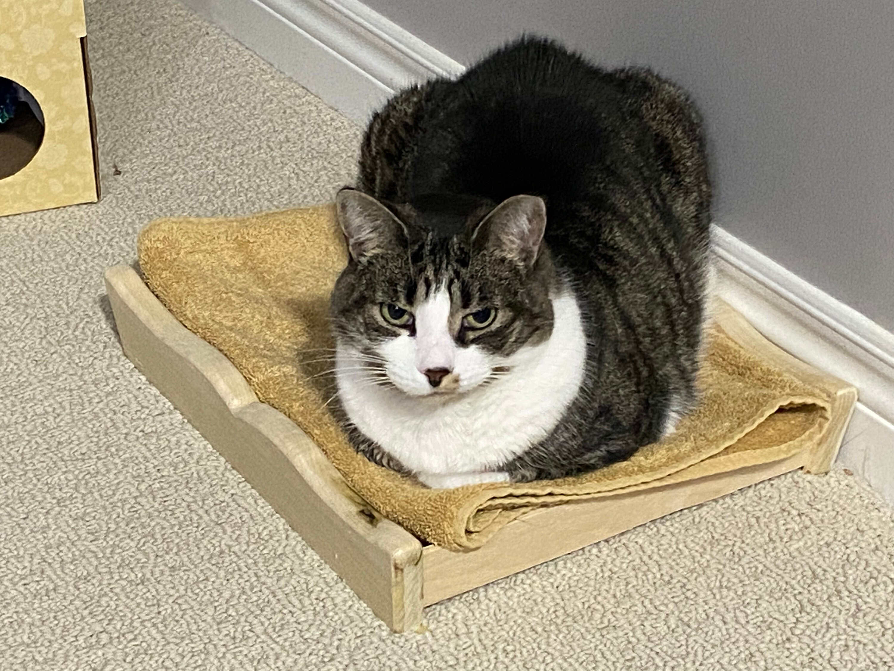 Warm Kitten Bed Cnc Plans With C2d Svg Dxf and Png Files - Etsy