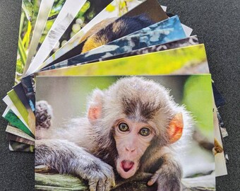 Monkey Note Cards - Etsy