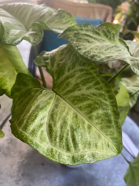 Syngonium Nephthytis Arrow Head Plant 4 Inch Pot | Etsy