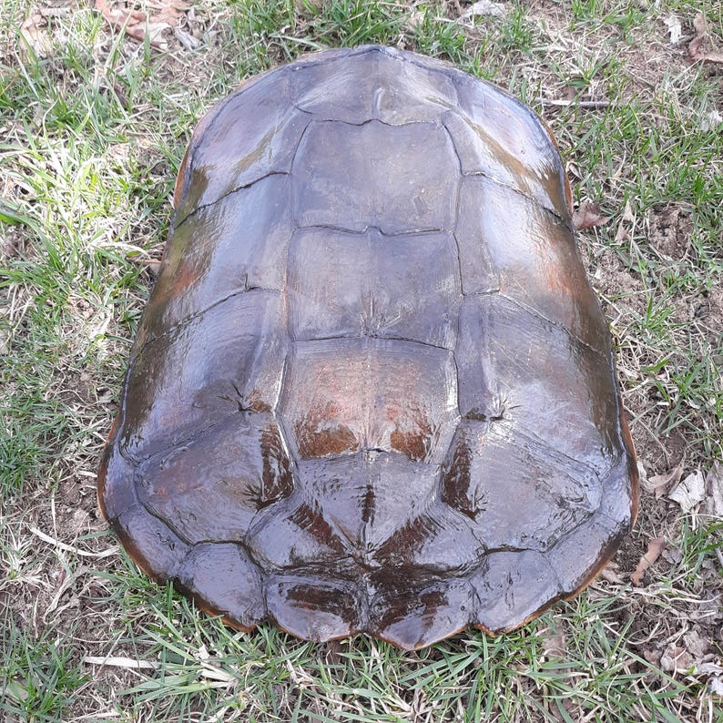 Snapping Turtle Shell - 13.25 Inches - Etsy
