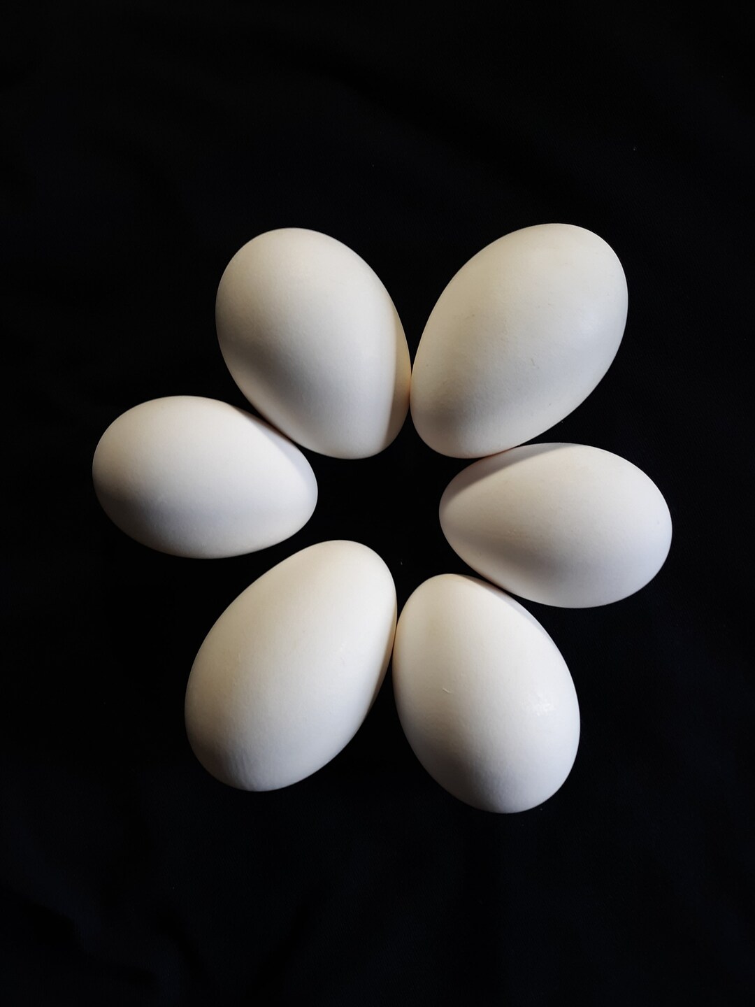 6 Blown Goose Eggs - Etsy