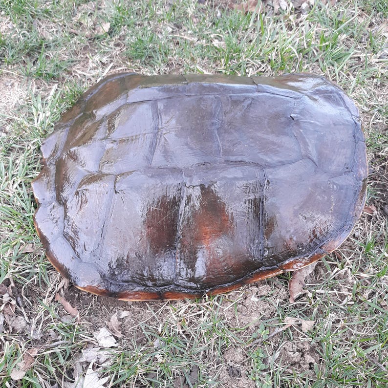 Snapping Turtle Shell - 13.25 Inches - Etsy