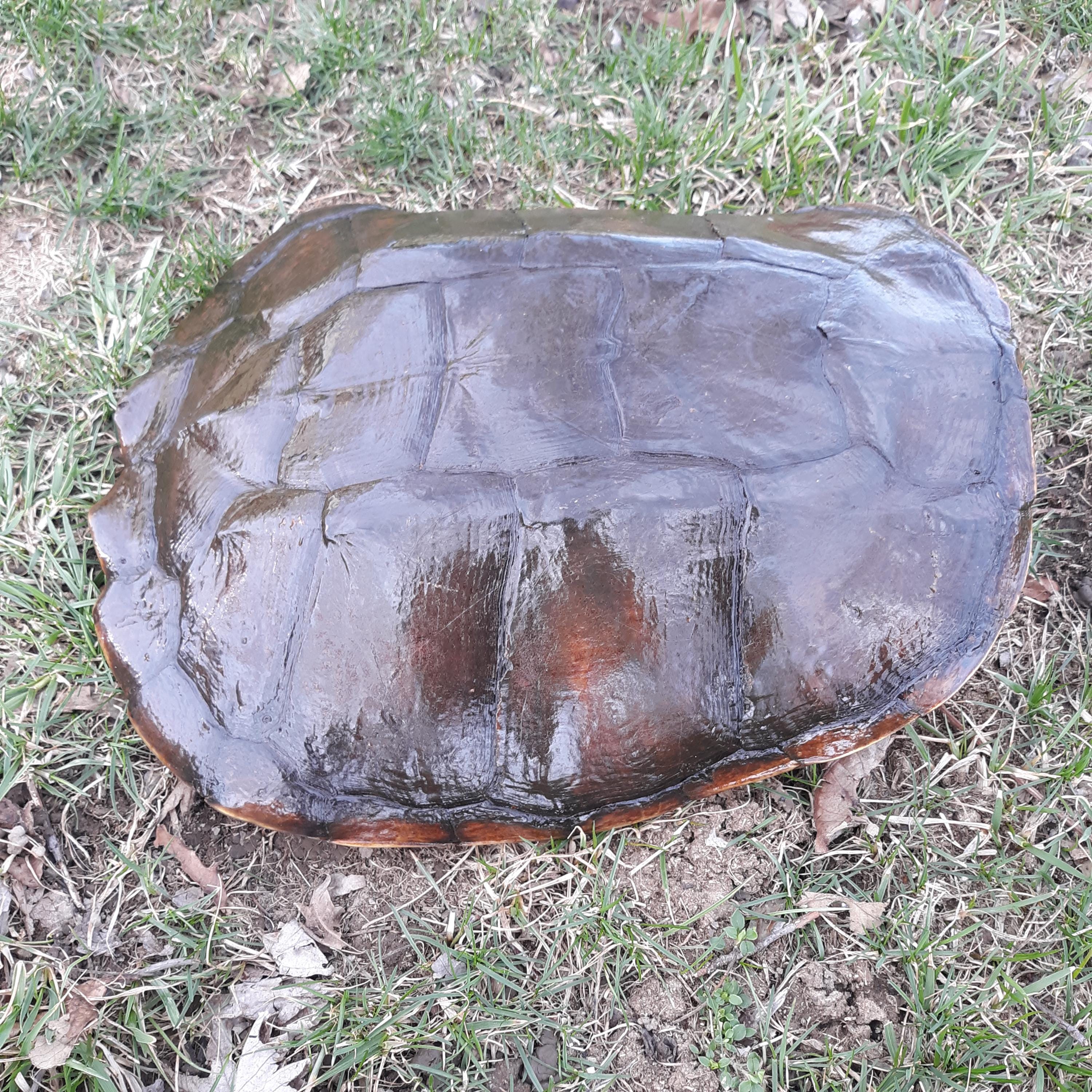 Snapping Turtle Shell - 13.25 Inches - Etsy