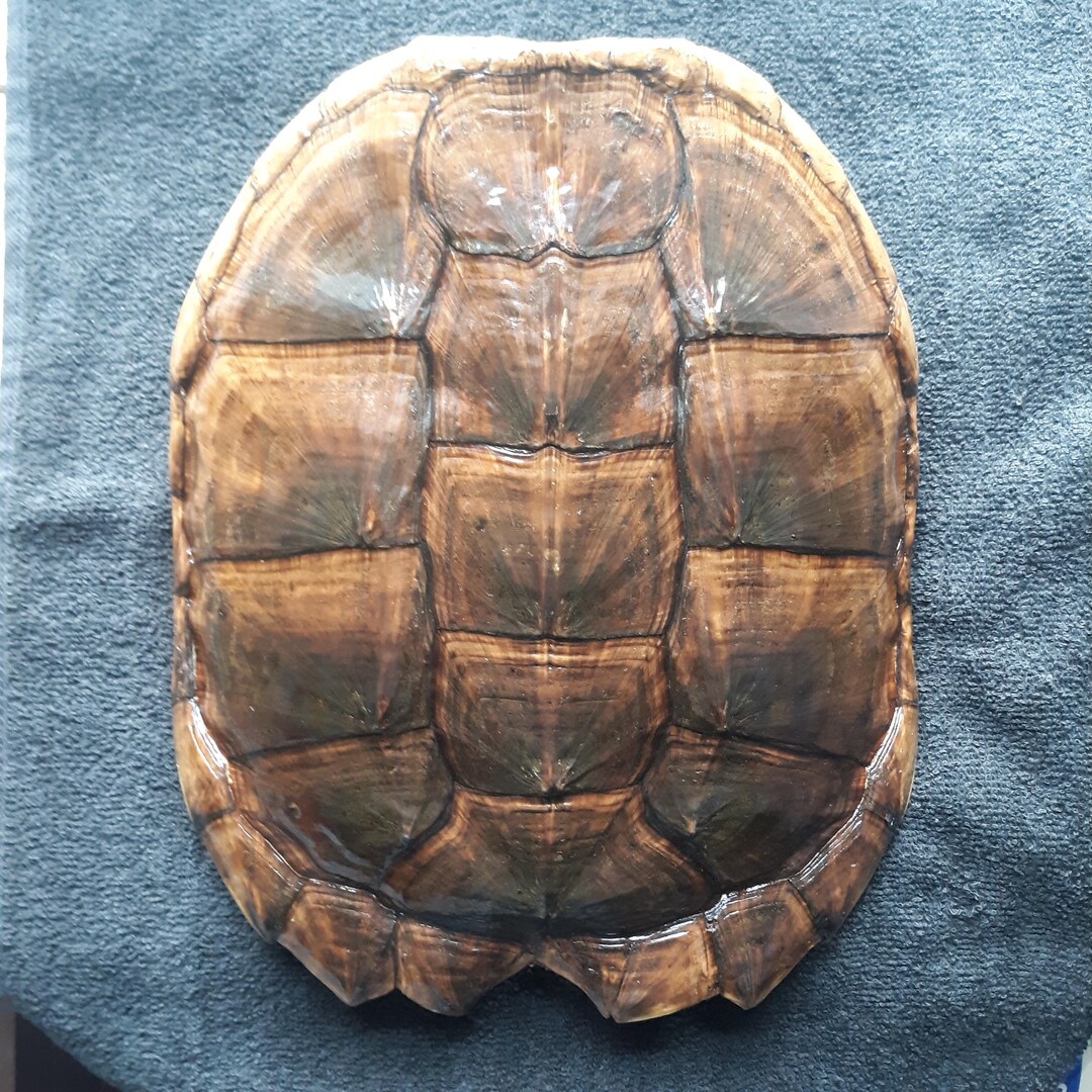 Snapping Turtle Shell - 12 Inches - Etsy