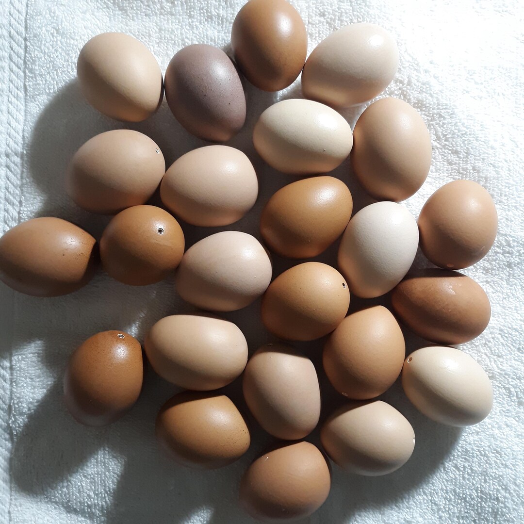 2 Dozen Blown Chicken Eggs - Etsy