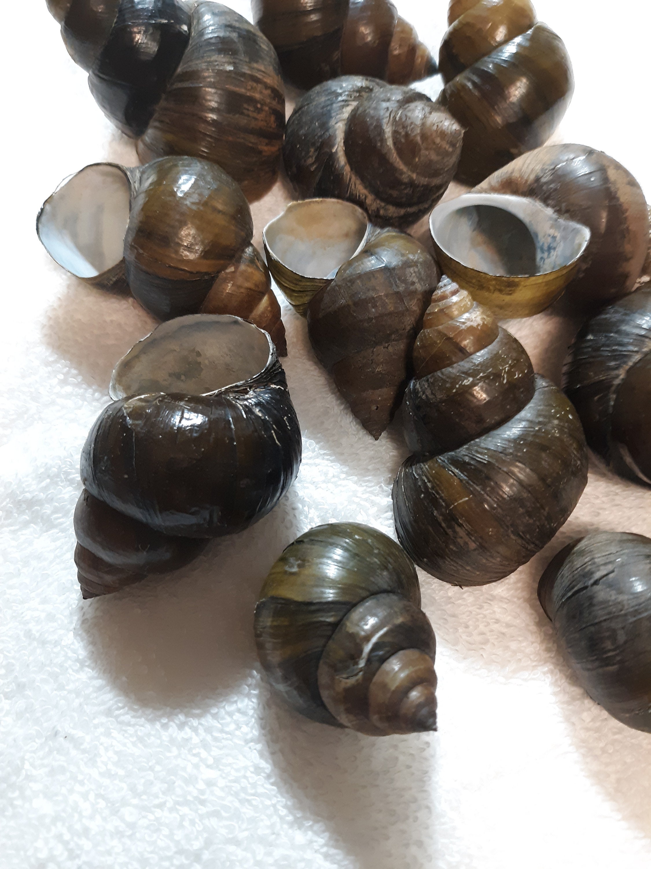 Mystery Snails For Sale at Wayne Tisdale blog