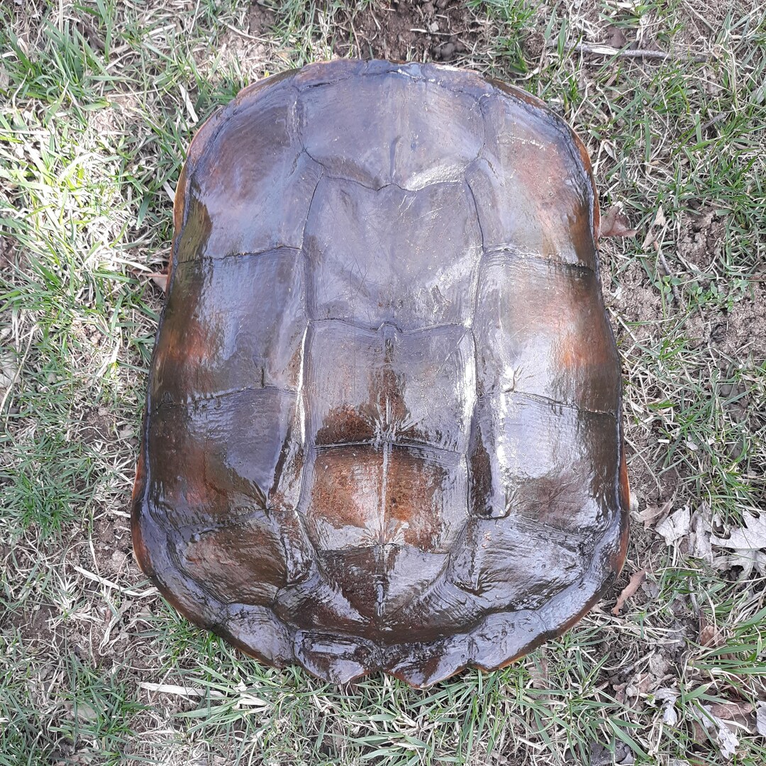 Snapping Turtle Shell - 13.25 Inches - Etsy