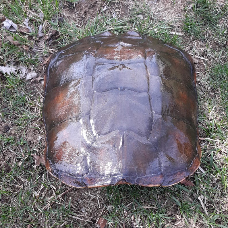 Snapping Turtle Shell - 13.25 Inches - Etsy
