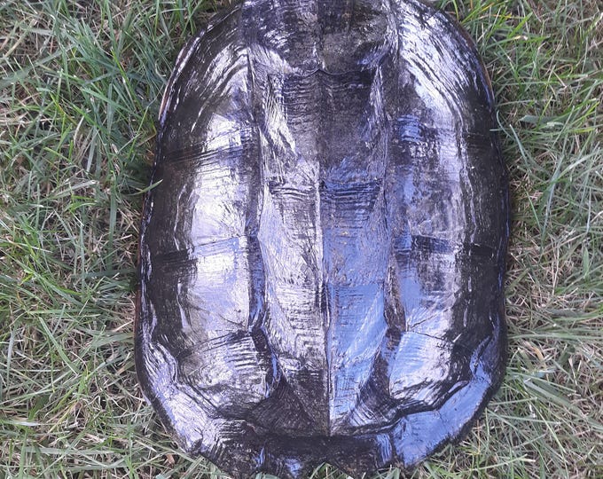 Snapping Turtle Shell - 11.5 Inches - Etsy