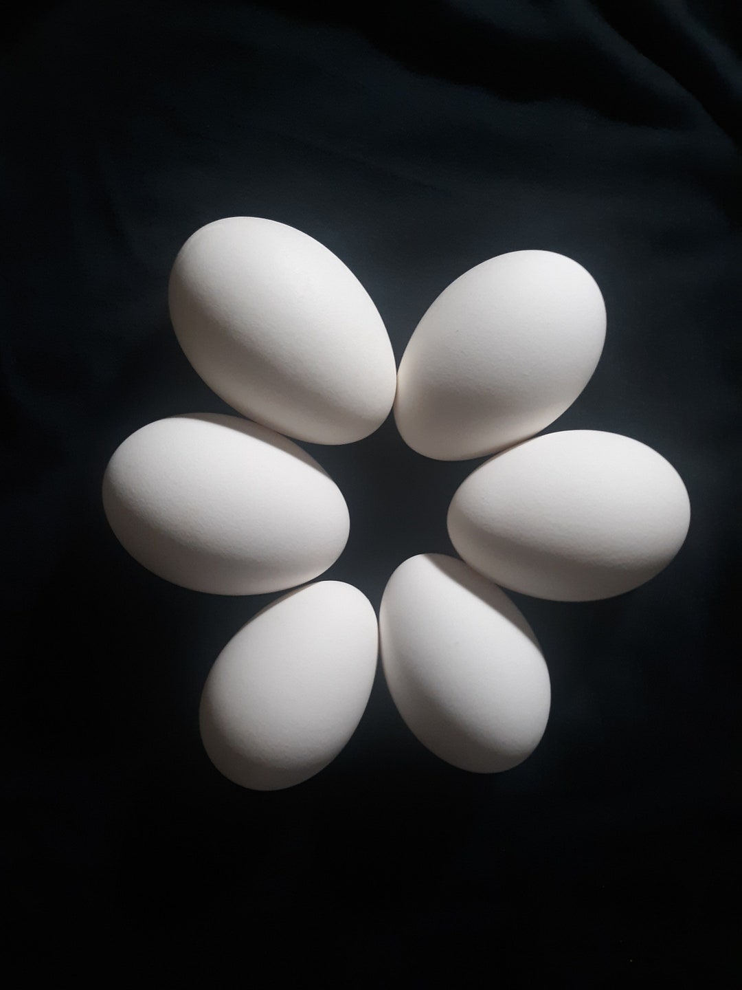 6 Blown Goose Eggs - Etsy