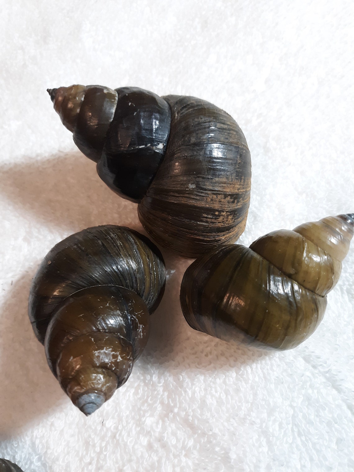 12 Chinese Mystery Snail Shells | Etsy