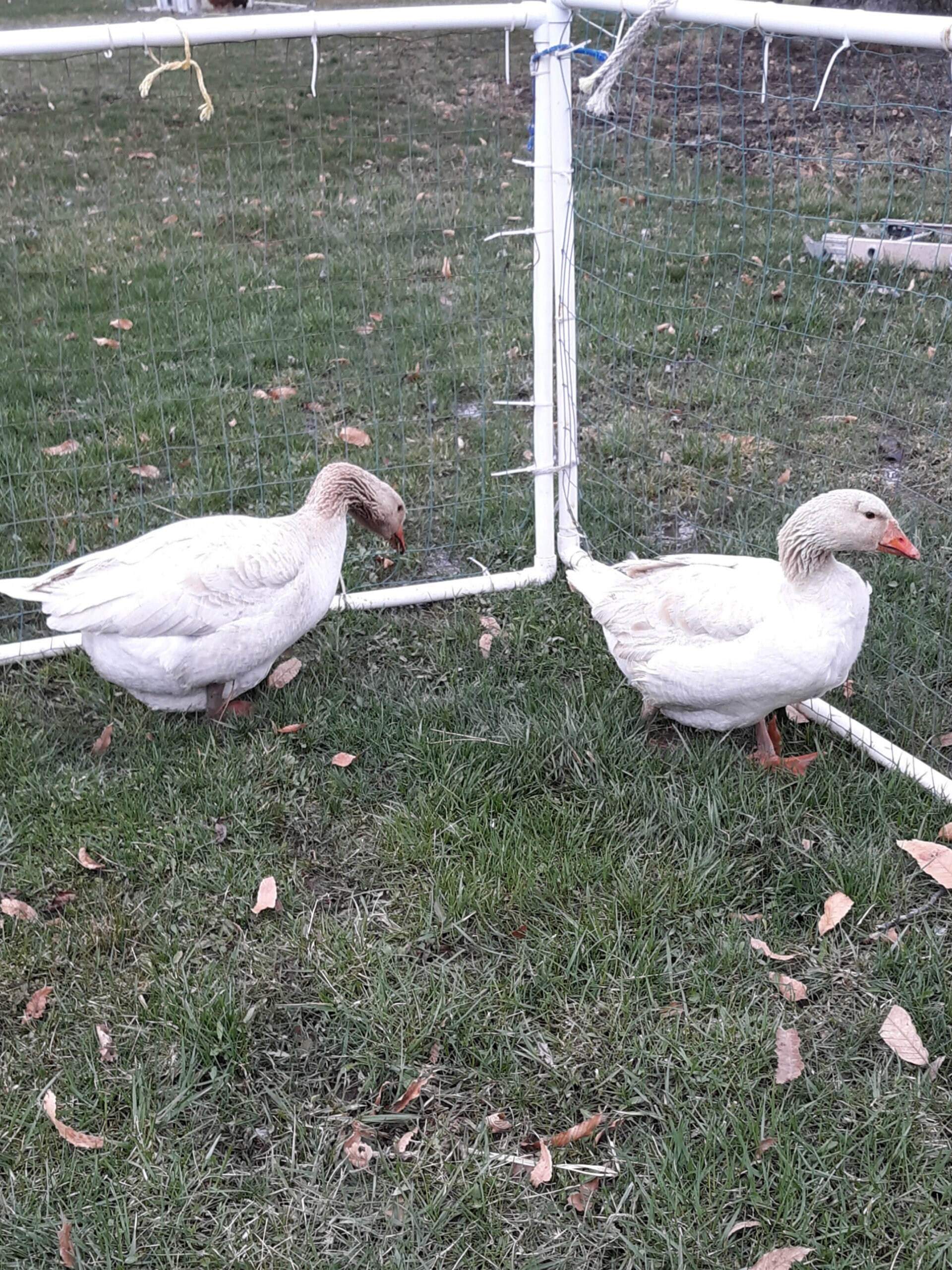 6 Blown Goose Eggs - Etsy