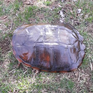 Snapping Turtle Shell - 13.25 Inches - Etsy
