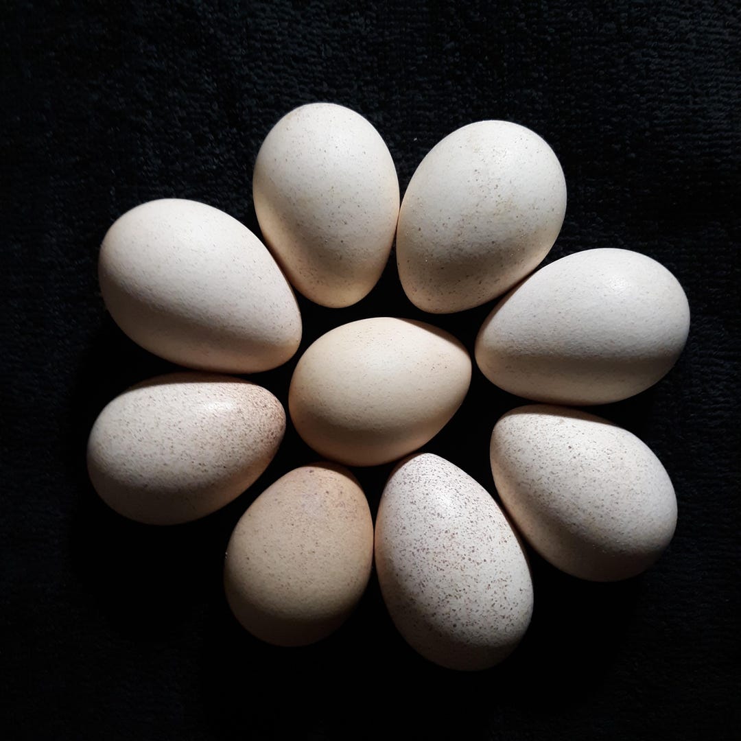 9 Blown Turkey Eggs - Etsy UK