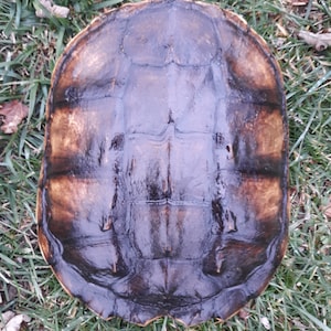 Turtle Shell - Etsy