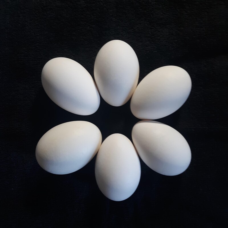 Blown Goose Eggs - Etsy
