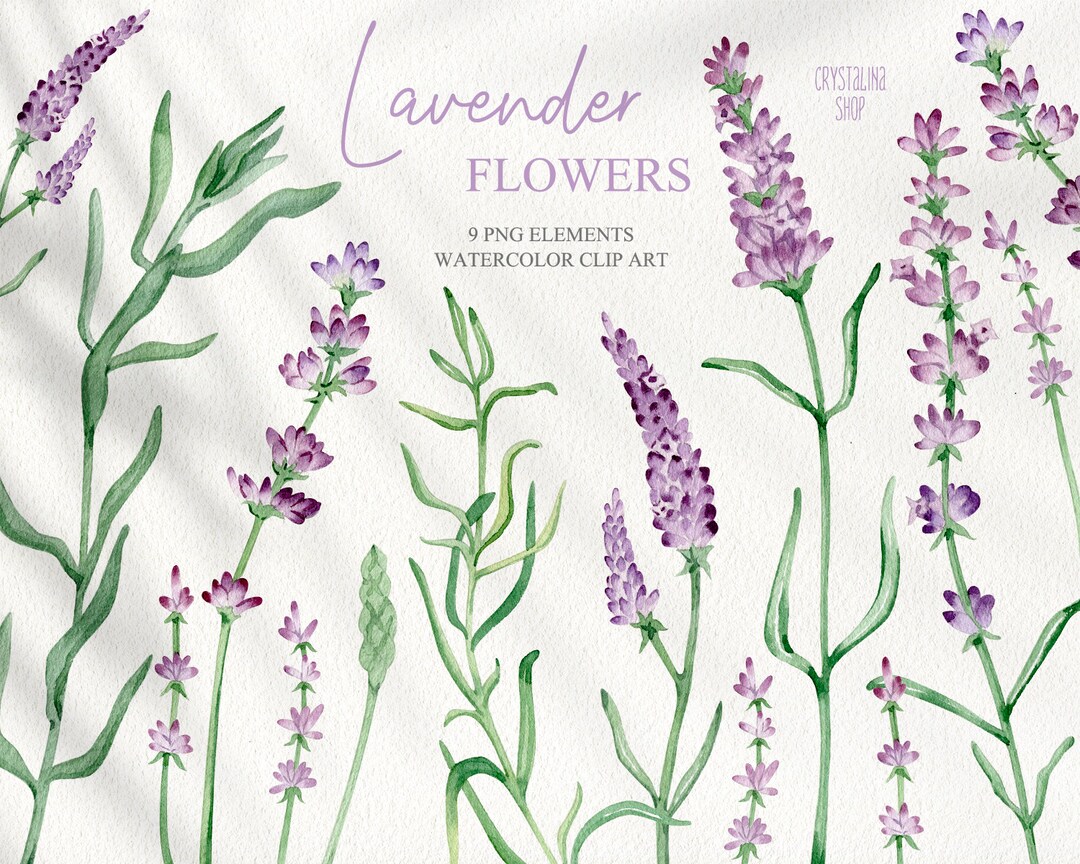 Watercolor Lavender Flowers Clipart Provence Rustic Wedding Set of ...