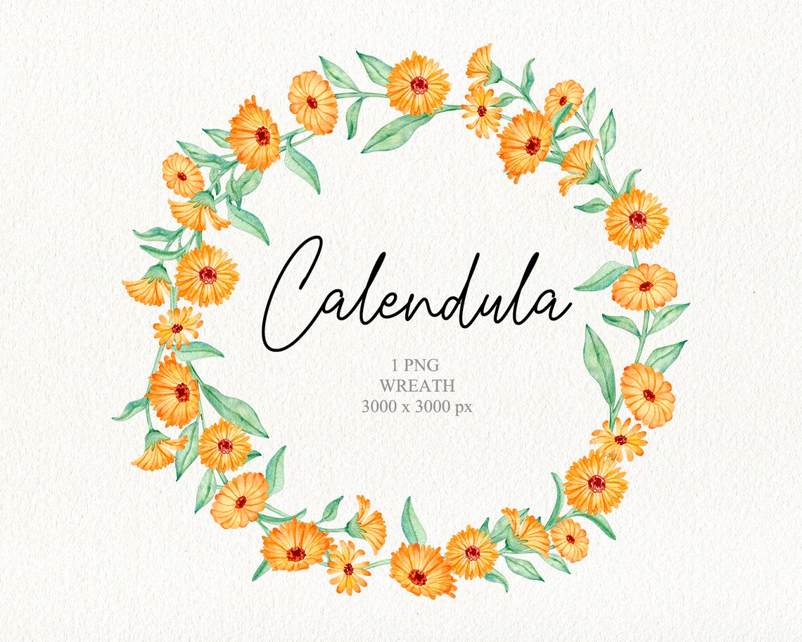 Watercolor Calendula Wreath Clipart. Calendula Spring Floral - Etsy
