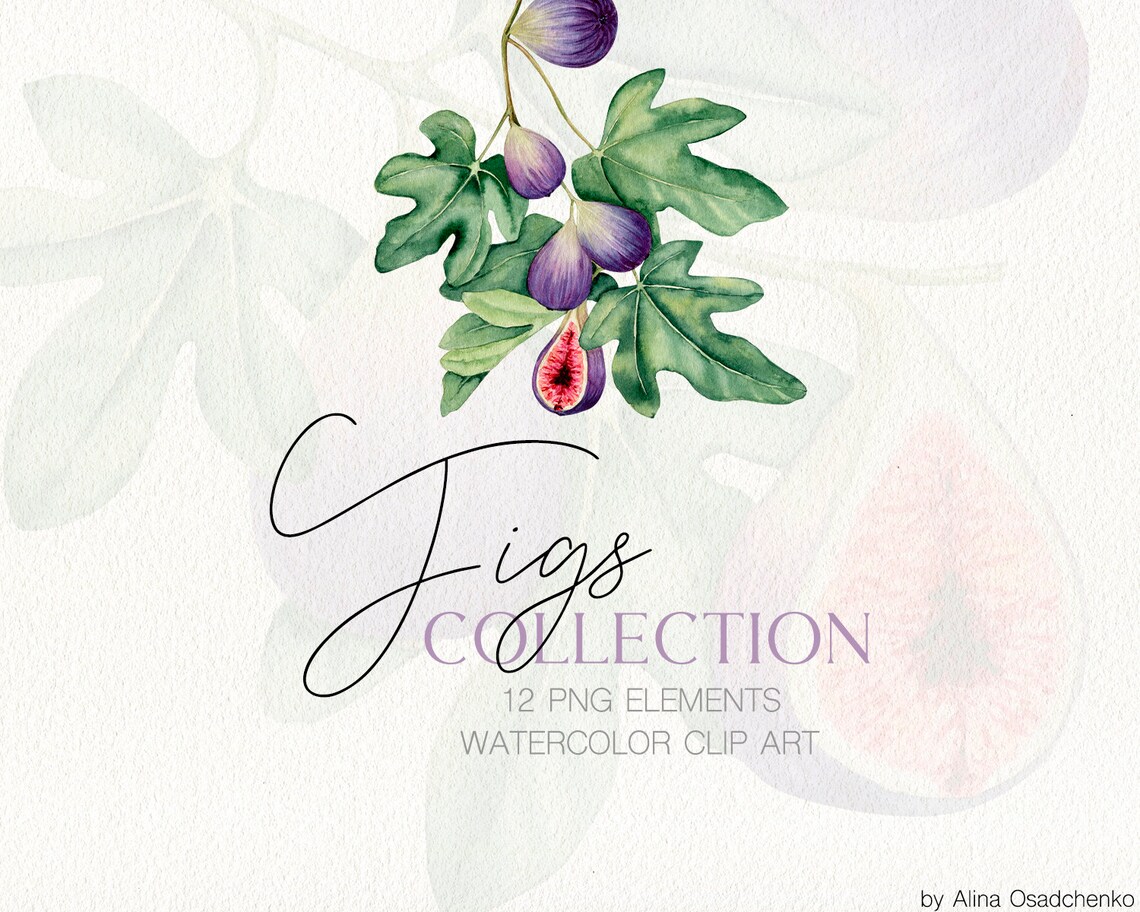 Watercolor Figs Illustration Clipart. Watercolor Fruit Png - Etsy