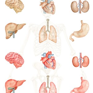 Watercolor Medical Clipart in Vintage Style Ambulance Healthcare Kit ...