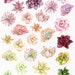 Watercolor Succulents Flower Clipart. Wedding Design Succulent Digital ...