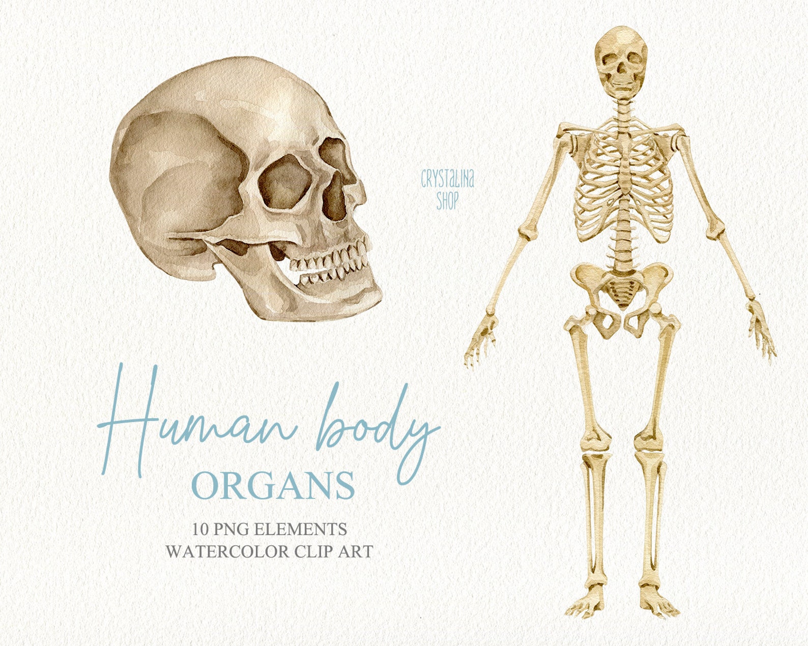 Watercolor Human Body Organs Clipart Watercolor Human Anatomy - Etsy