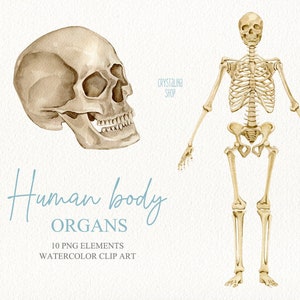 Watercolor Human Body Organs Clipart Watercolor Human Anatomy Body ...